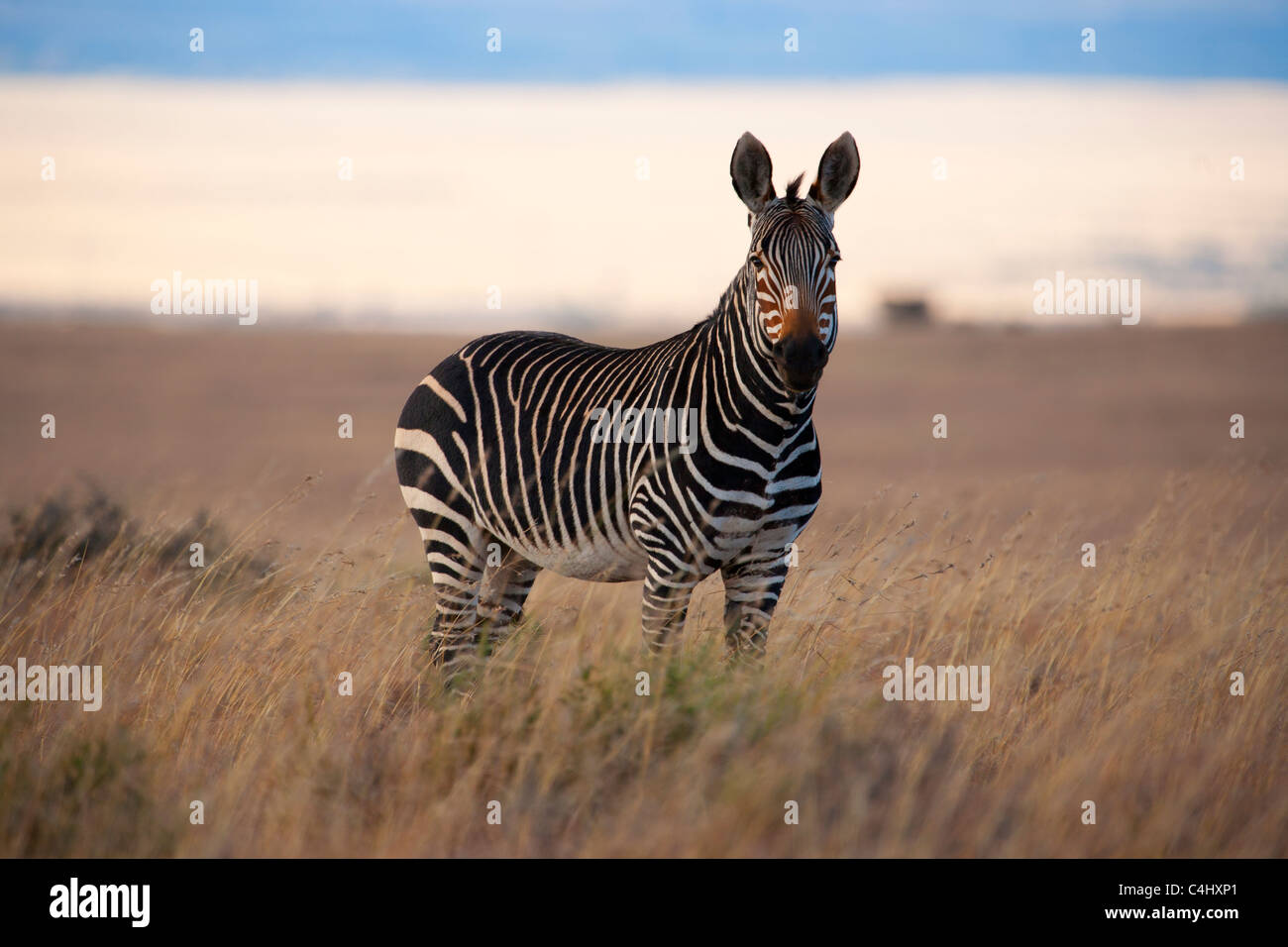 Mountain zebra national park -Fotos und -Bildmaterial in hoher ...