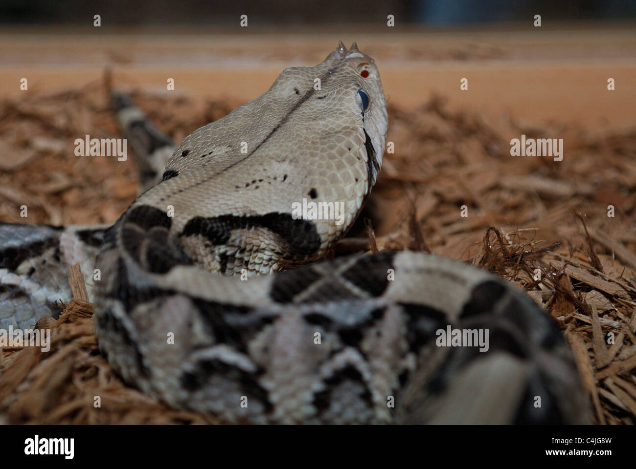 Gaboon viper -Fotos und -Bildmaterial in hoher Auflösung – Alamy