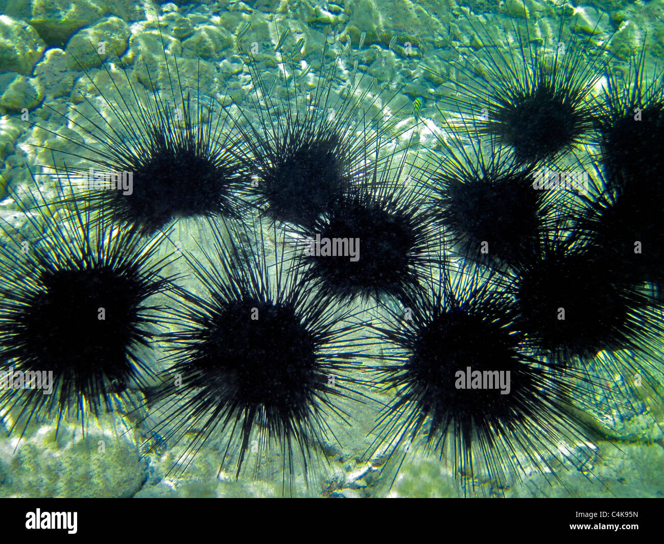 Virgin islands coral reef national monument -Fotos und -Bildmaterial in ...