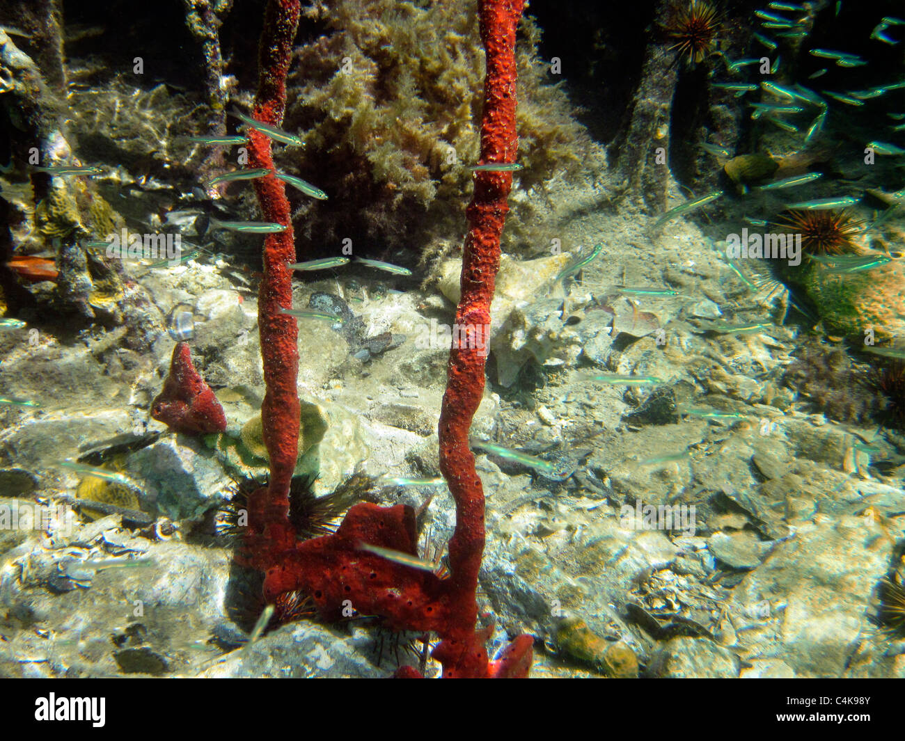 Schwamm meer -Fotos und -Bildmaterial in hoher Auflösung – Alamy