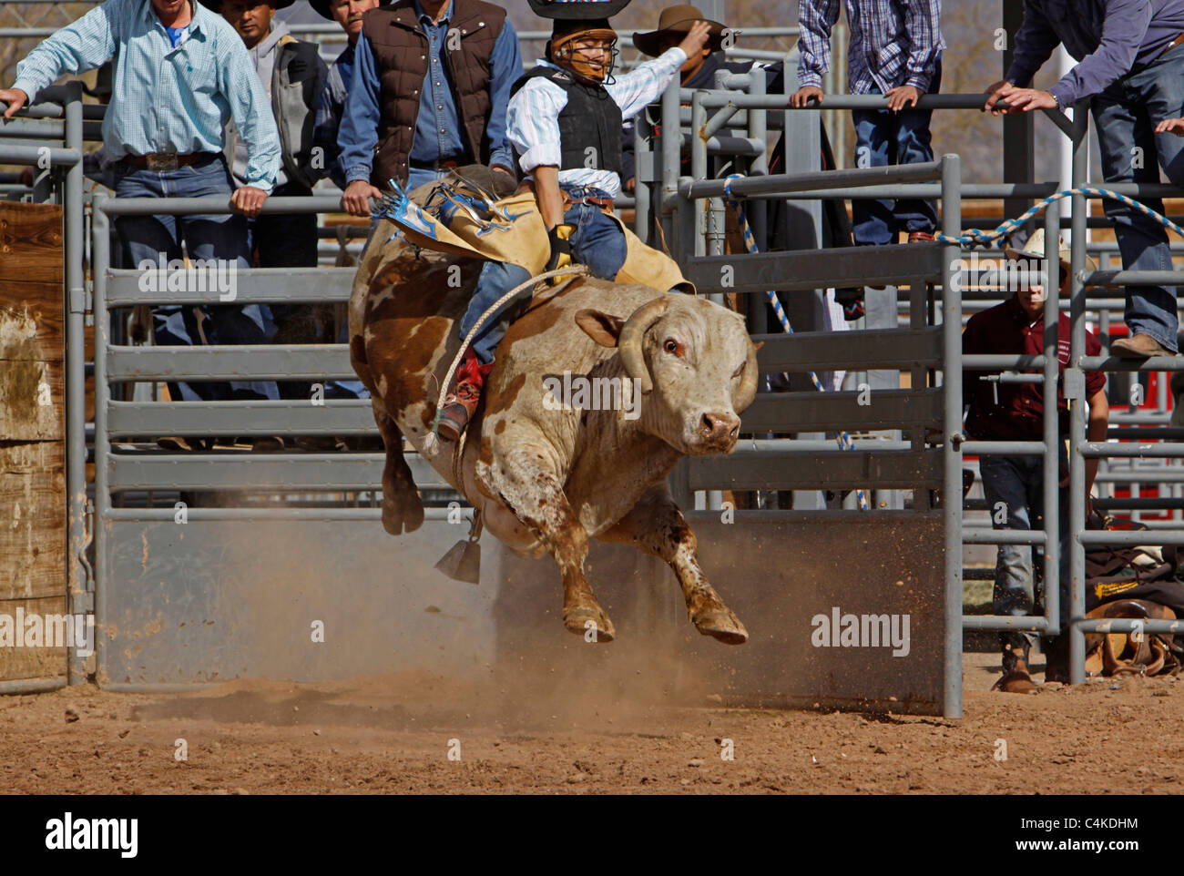 junger Stier Fahrer in ein Arizona Rodeo in Phoenix, Arizona ...