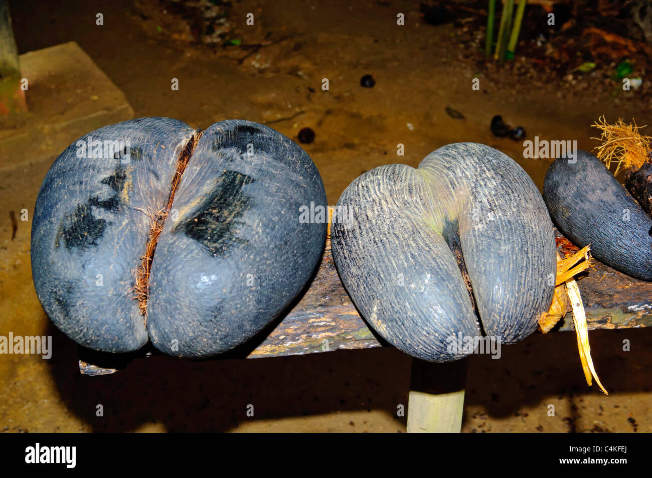 Seychelles nuts -Fotos und -Bildmaterial in hoher Auflösung – Alamy