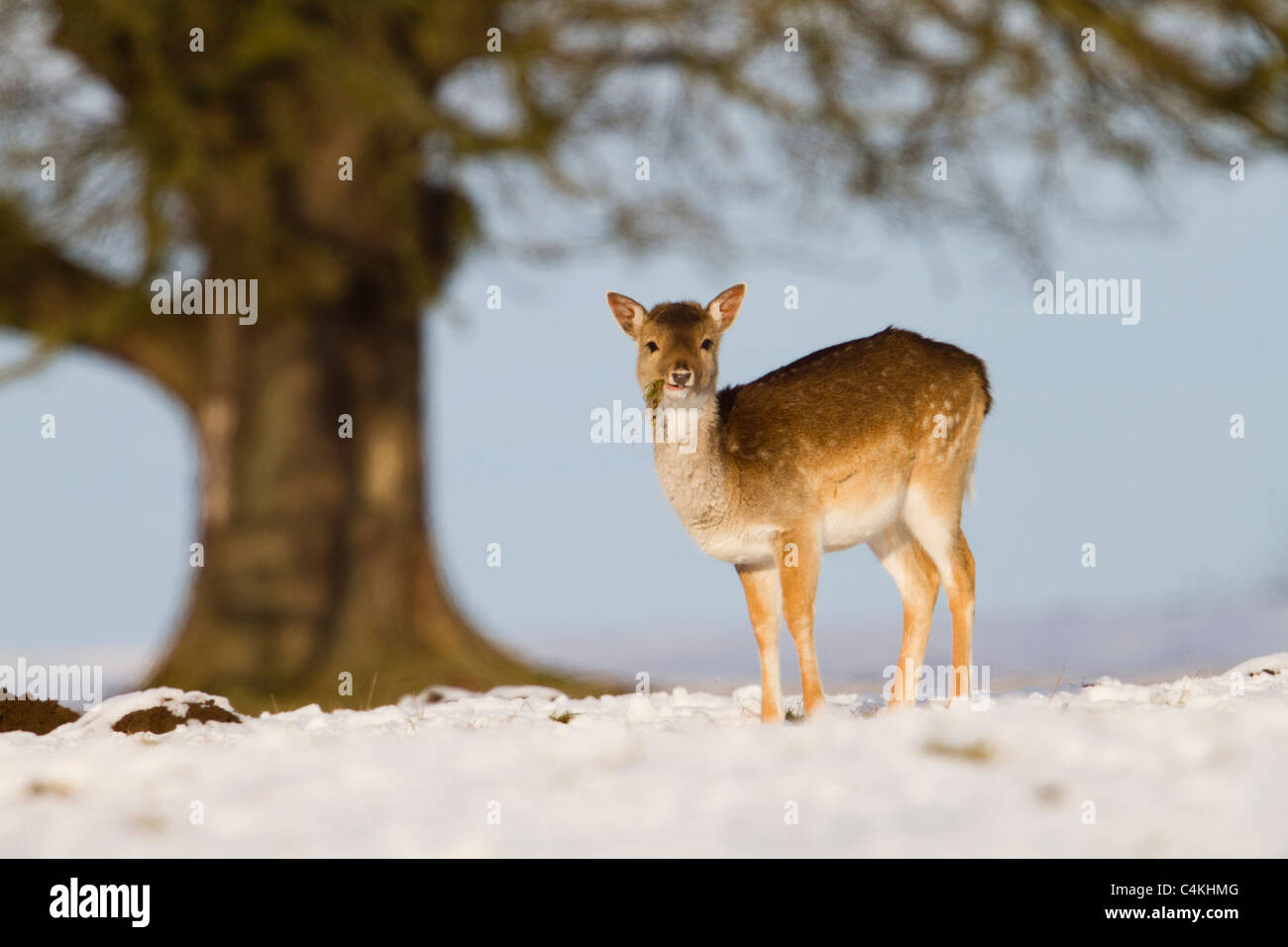 Damhirsch dama winter -Fotos und -Bildmaterial in hoher Auflösung – Alamy