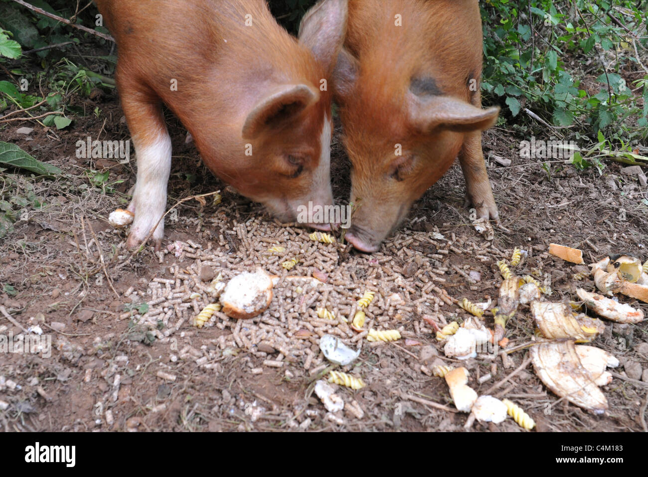 Tamworth ferkel bauernhof landwirtschaft -Fotos und -Bildmaterial in ...