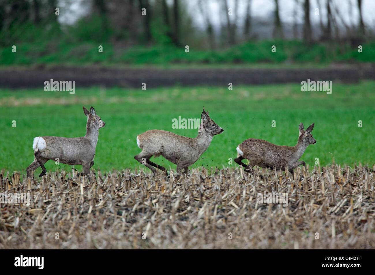 Roe deer feld -Fotos und -Bildmaterial in hoher Auflösung – Alamy