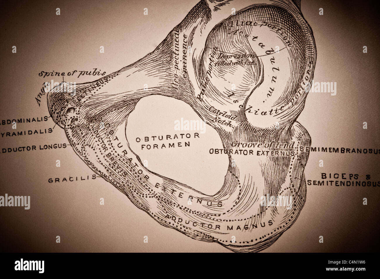 Antike medizinische Illustration der Becken-Knochen Stockfotografie - Alamy