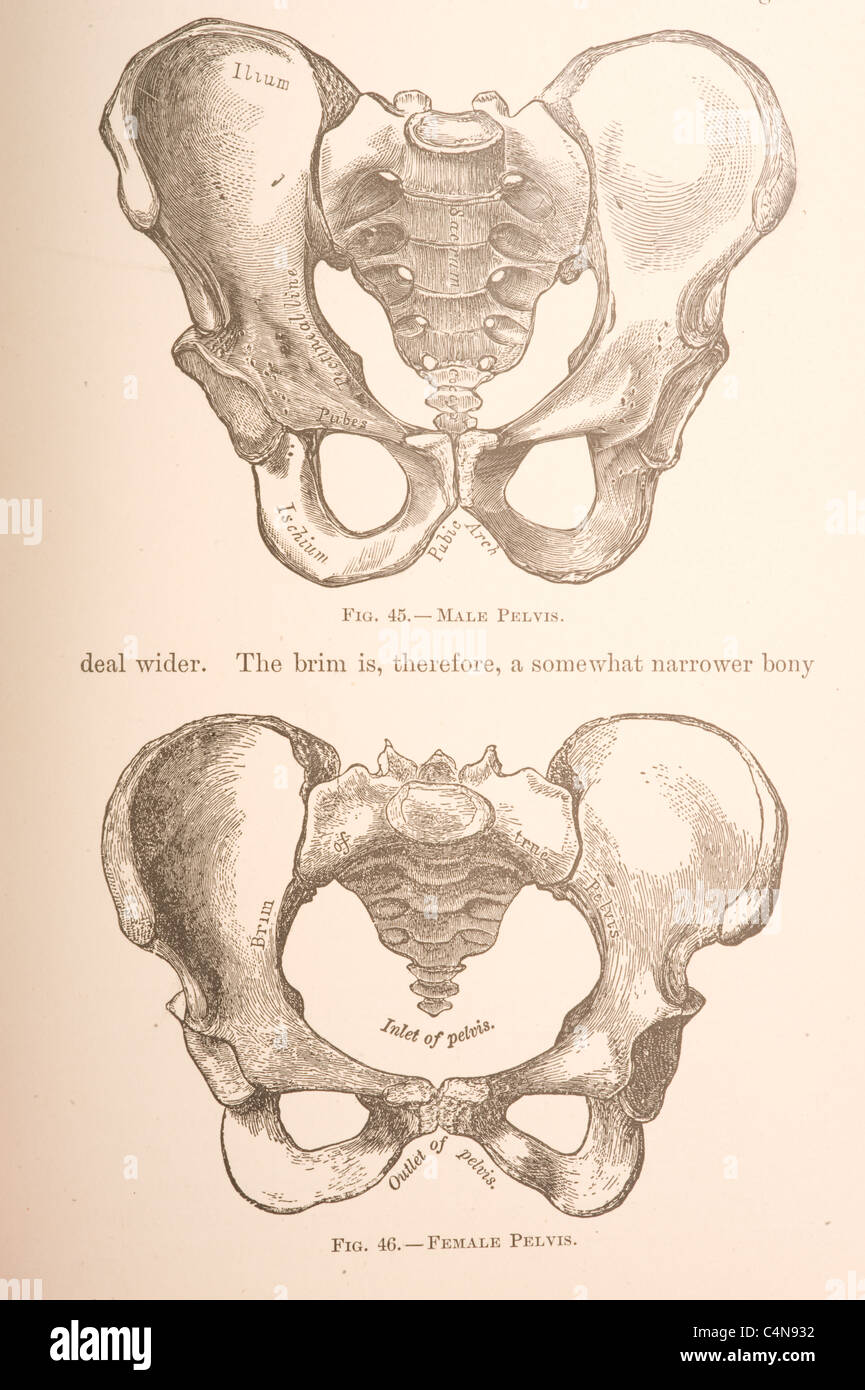 Antike medizinische Illustration der Becken-Knochen Stockfotografie - Alamy