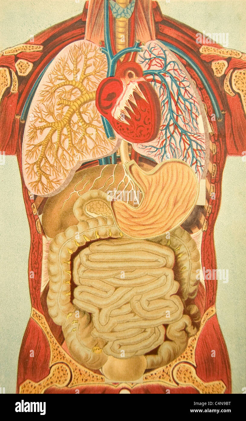 Antike medizinische Illustration des menschlichen Eingeweide, inneren ...