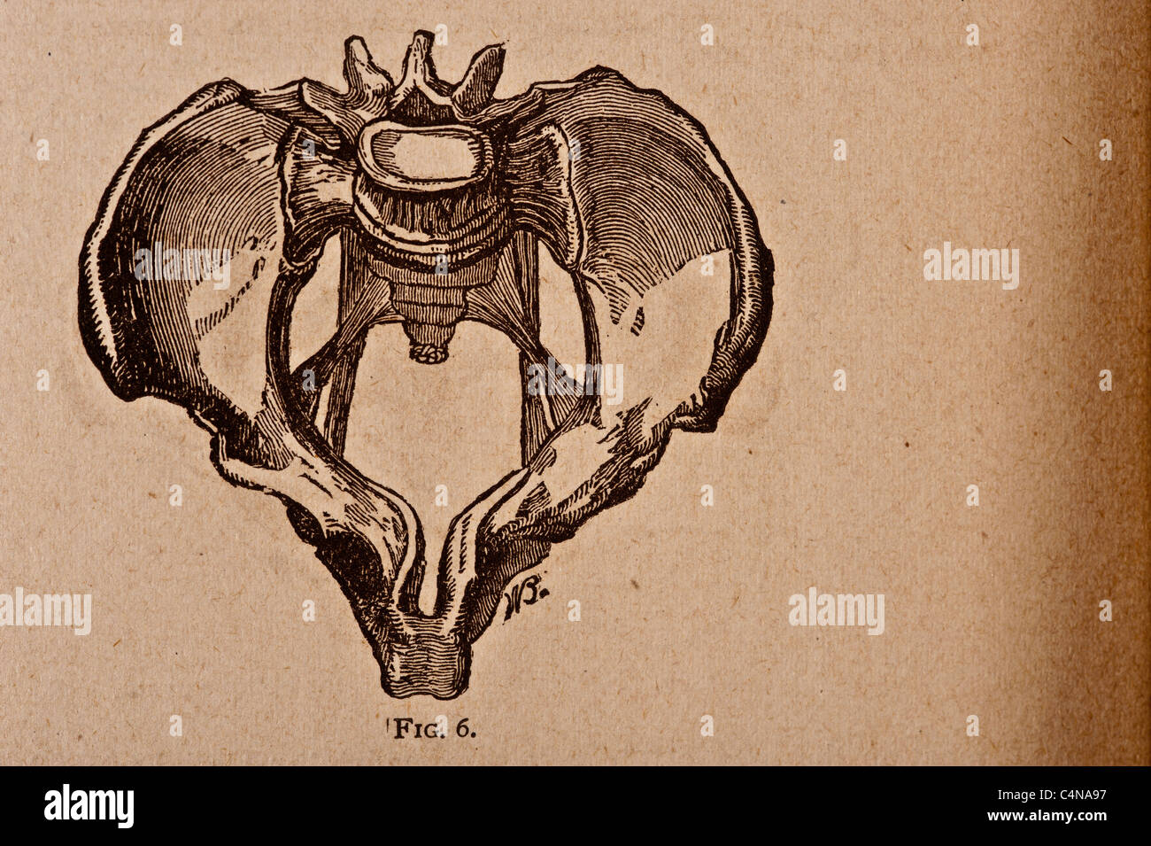 Antike medizinische Illustration der Becken-Knochen Stockfotografie - Alamy