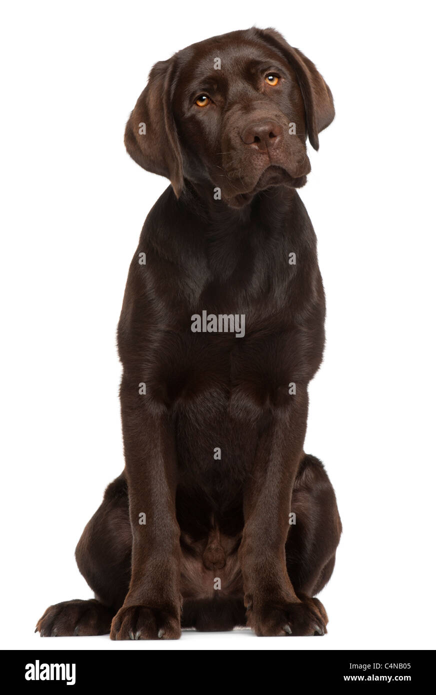 Labrador retriever -Fotos und -Bildmaterial in hoher Auflösung – Alamy