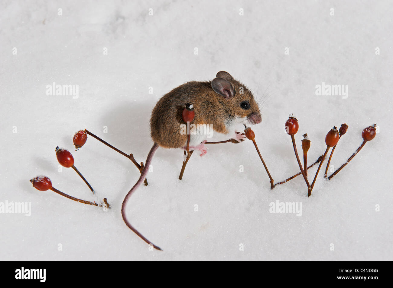 Deer mouse -Fotos und -Bildmaterial in hoher Auflösung – Alamy