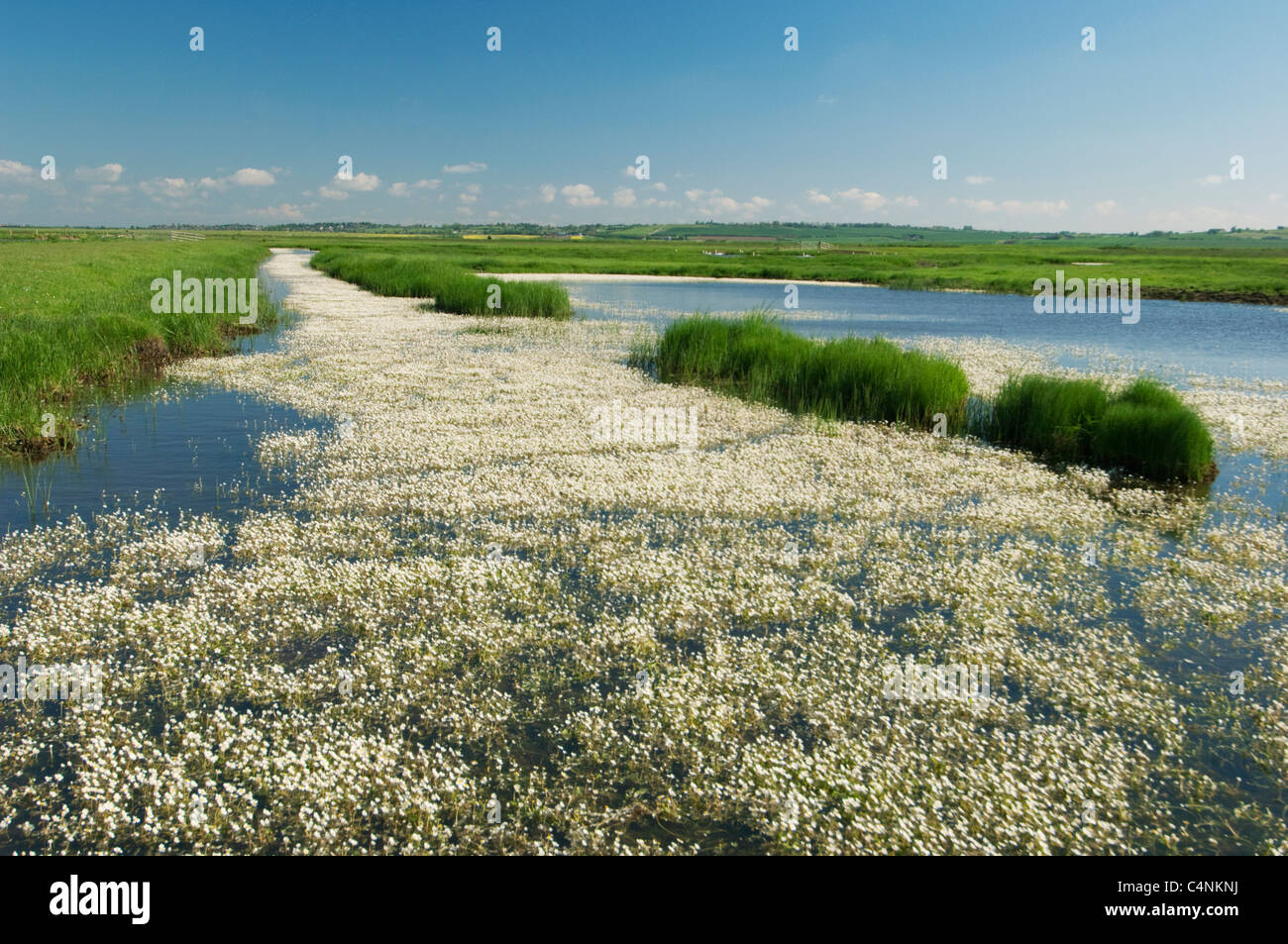 Wasser Crowfoot am Pool blühend, Mai Elmley Sümpfe RSPB Reserve, Isle ...
