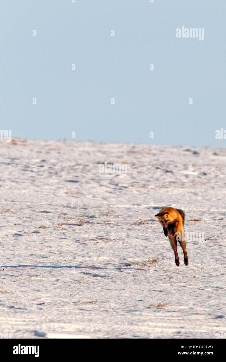 Ein jagdfuchs -Fotos und -Bildmaterial in hoher Auflösung – Alamy