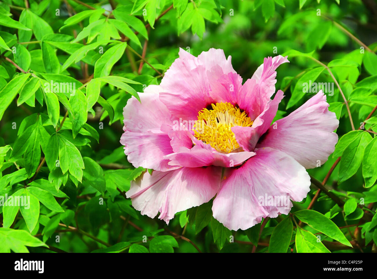 Strauch pfingstrose -Fotos und -Bildmaterial in hoher Auflösung – Alamy