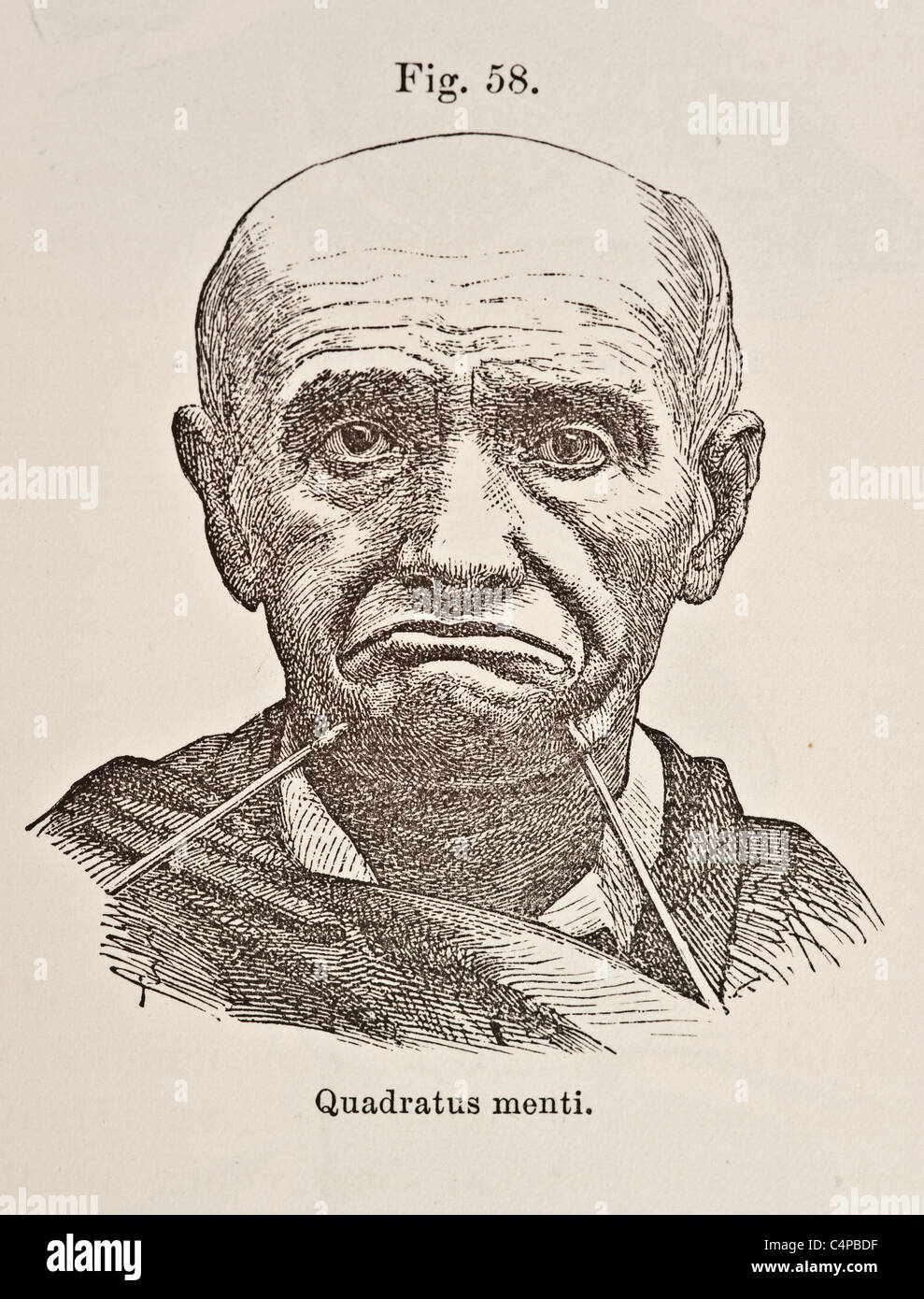 Quadratus menti -Fotos und -Bildmaterial in hoher Auflösung – Alamy