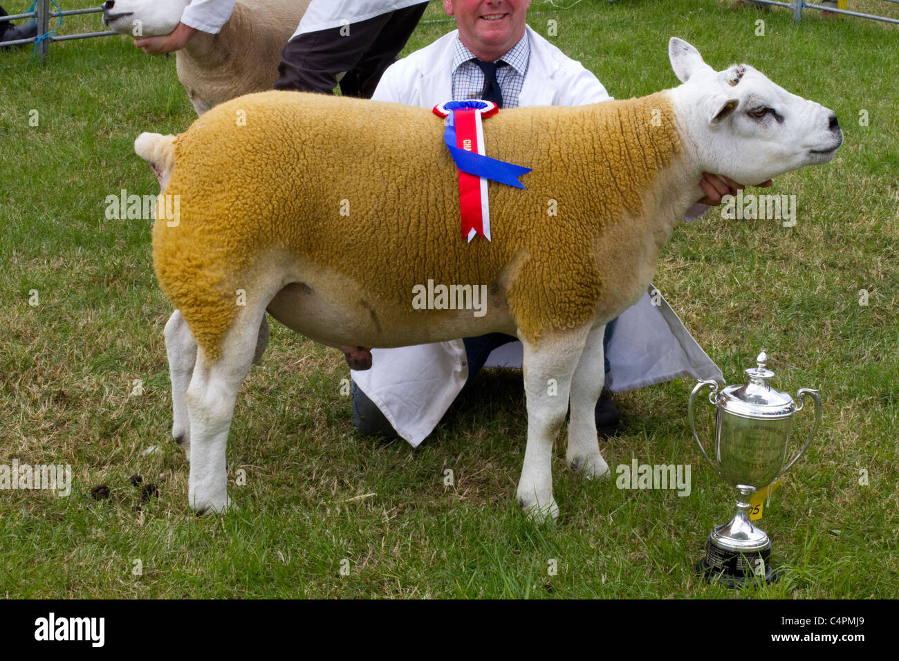 Texel ram texel rams -Fotos und -Bildmaterial in hoher Auflösung – Alamy