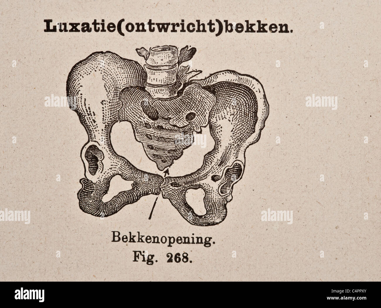 Antike medizinische Illustration der Becken-Knochen Stockfotografie - Alamy