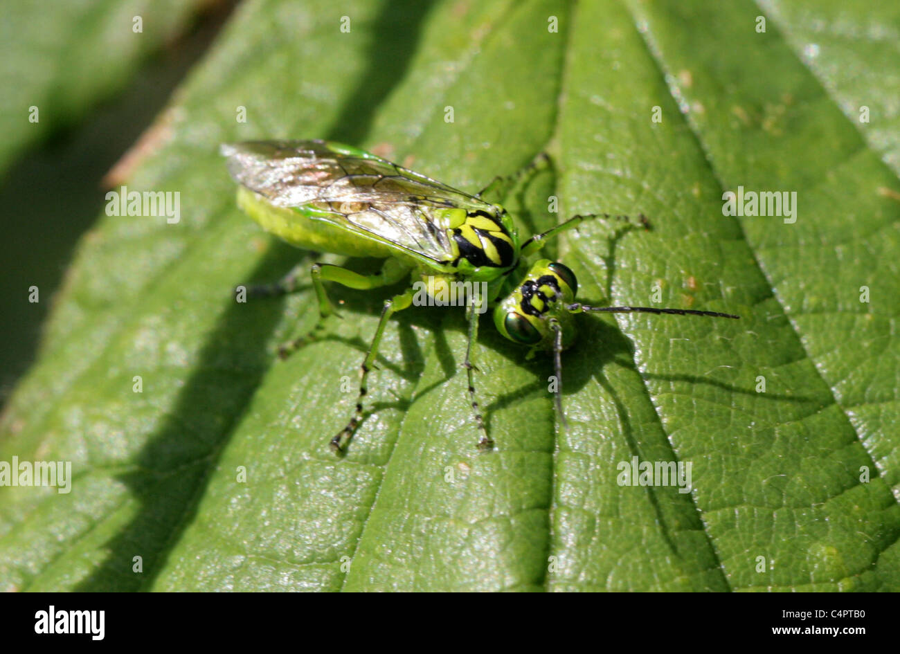 Rhogogaster viridis -Fotos und -Bildmaterial in hoher Auflösung – Alamy