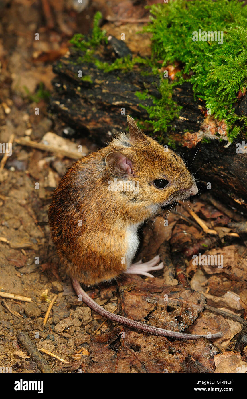 Eine Waldmaus (Apodemus Sylvaticus) sitzen auf dem Waldboden UK ...