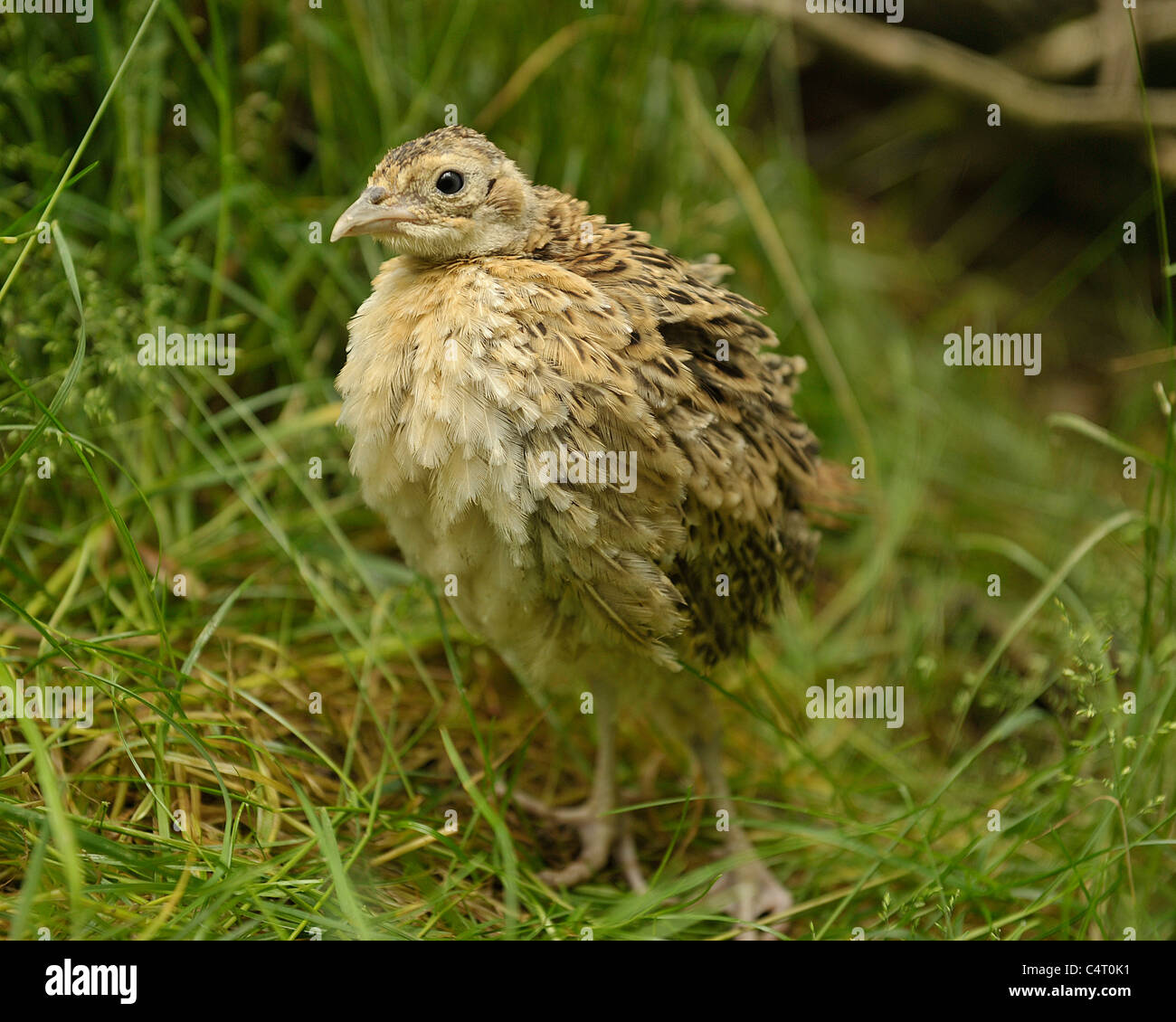 Junge fasan henne -Fotos und -Bildmaterial in hoher Auflösung – Alamy
