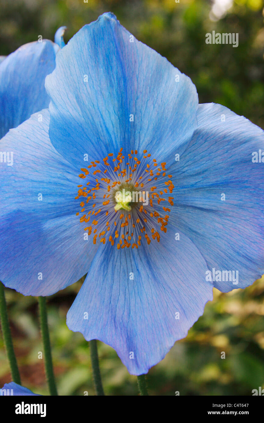 Himalaja blaue mohnblumennahaufnahme -Fotos und -Bildmaterial in hoher ...