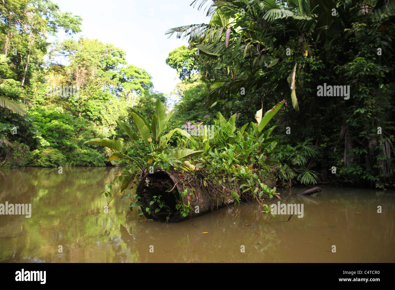 Pflanzen wachsen auf einen umgestürzten Baum im Kanal bei Tortuguero ...