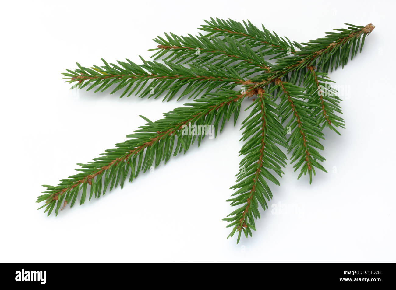 Norway spruce picea abies twig -Fotos und -Bildmaterial in hoher ...