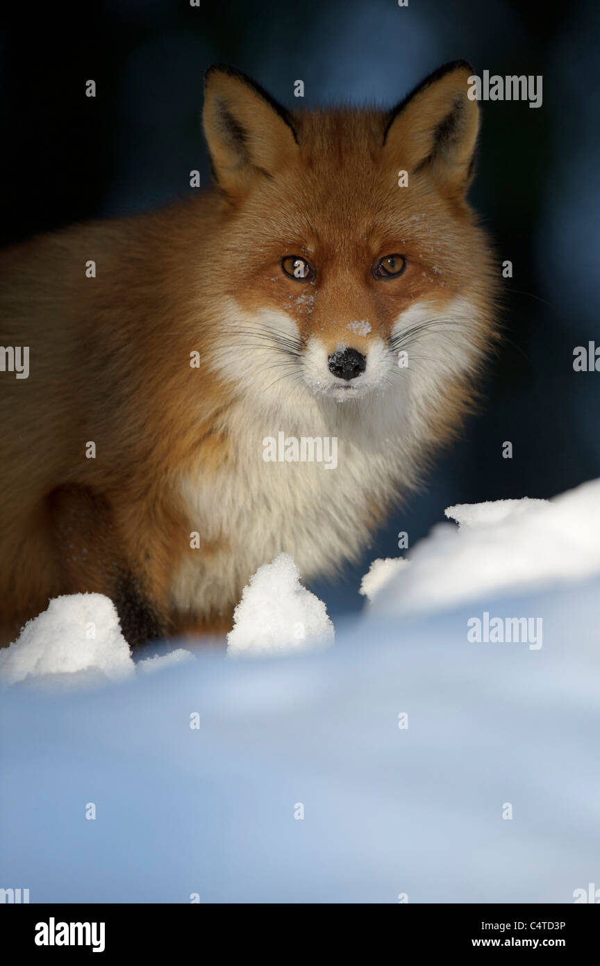 Rotfuchs (Vulpes Vulpes), Männchen im Schnee stehen. Veluwe ...