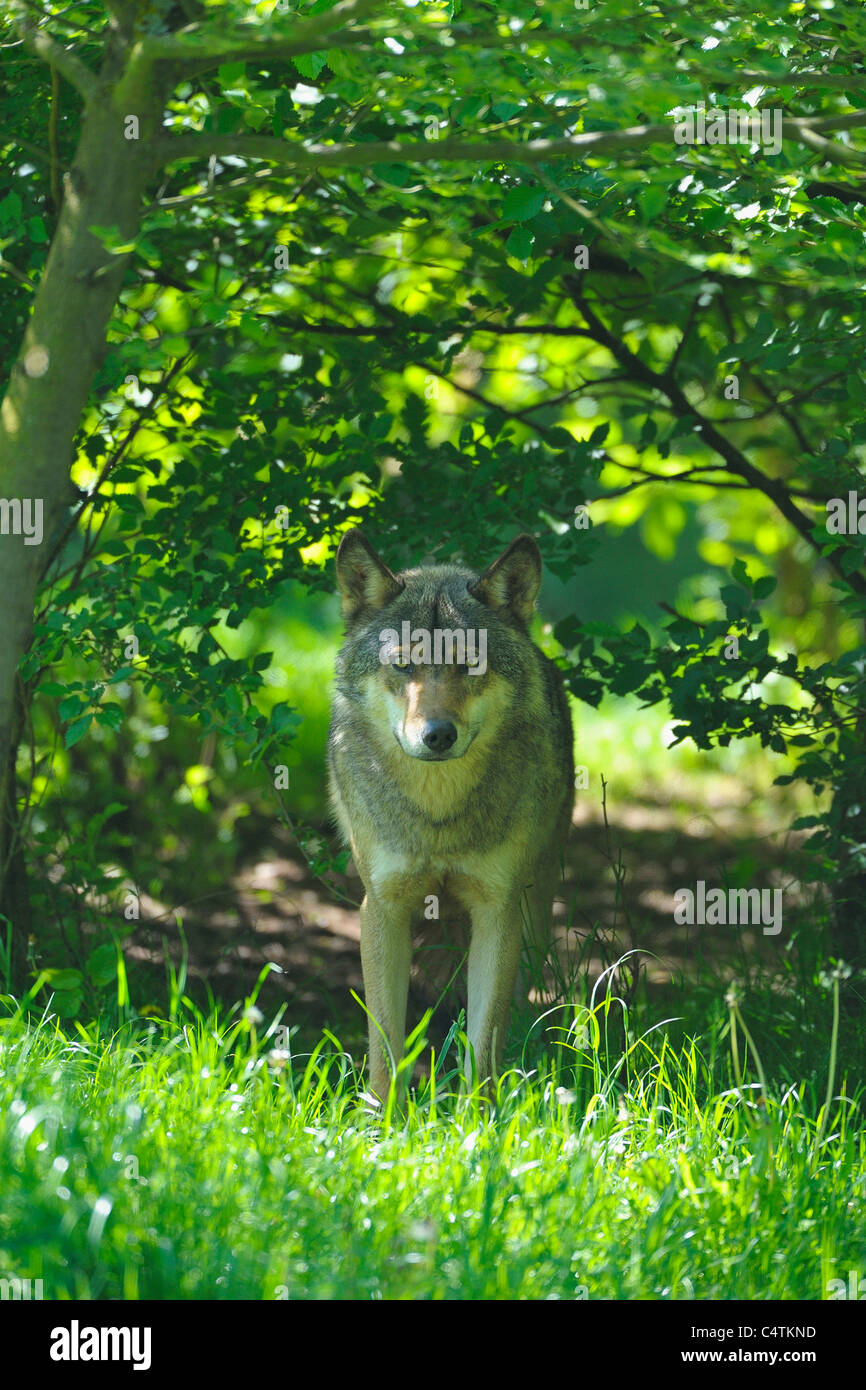 Deutscher wolf tier -Fotos und -Bildmaterial in hoher Auflösung – Alamy