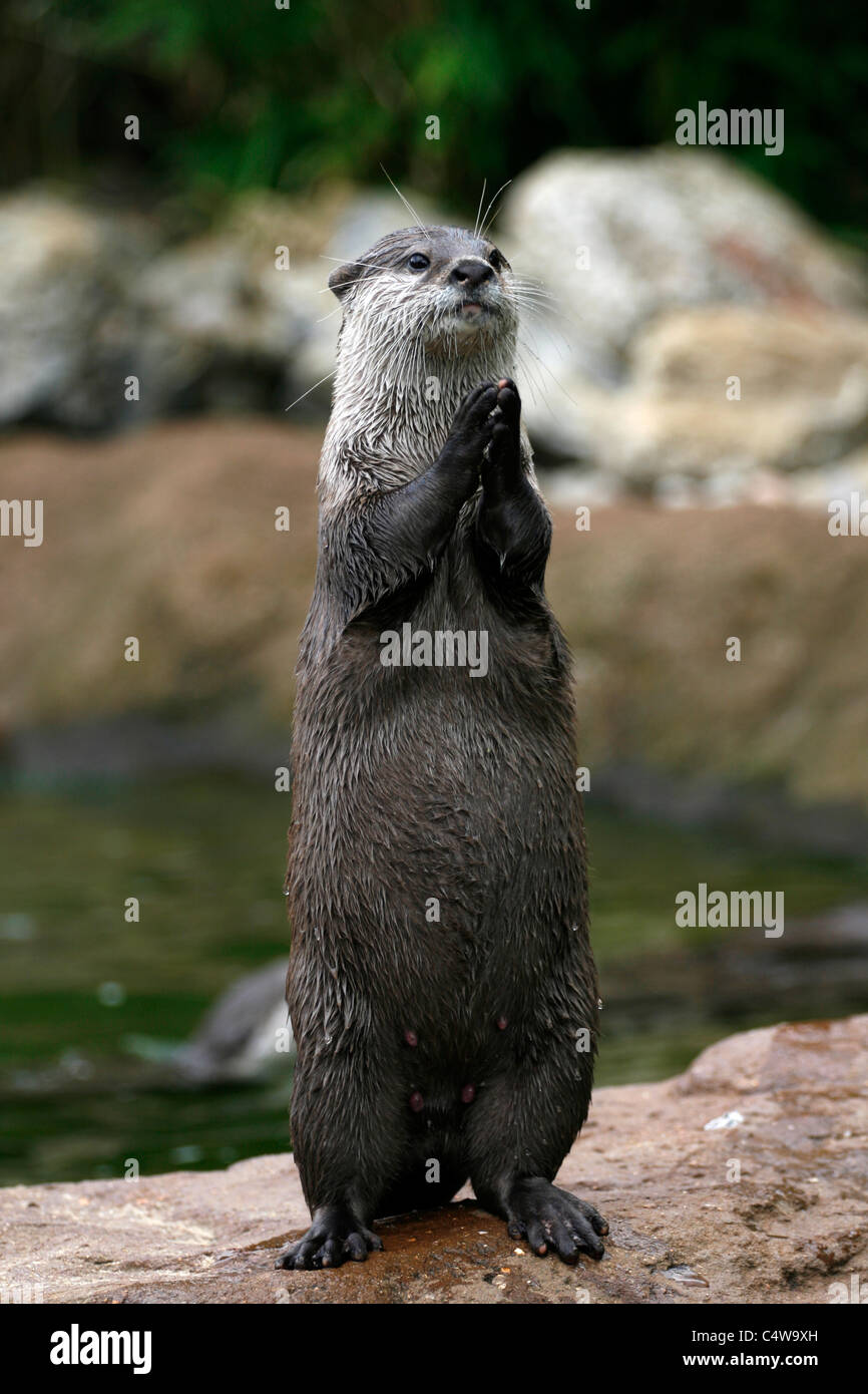 Clapping otter -Fotos und -Bildmaterial in hoher Auflösung – Alamy