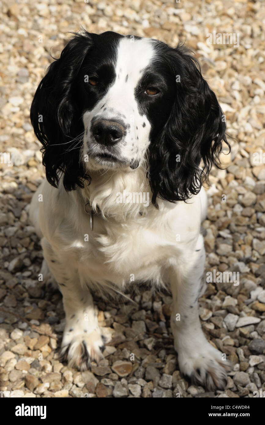 Schwarz / weiß Working Cocker Spaniel Hündin Stockfotografie - Alamy