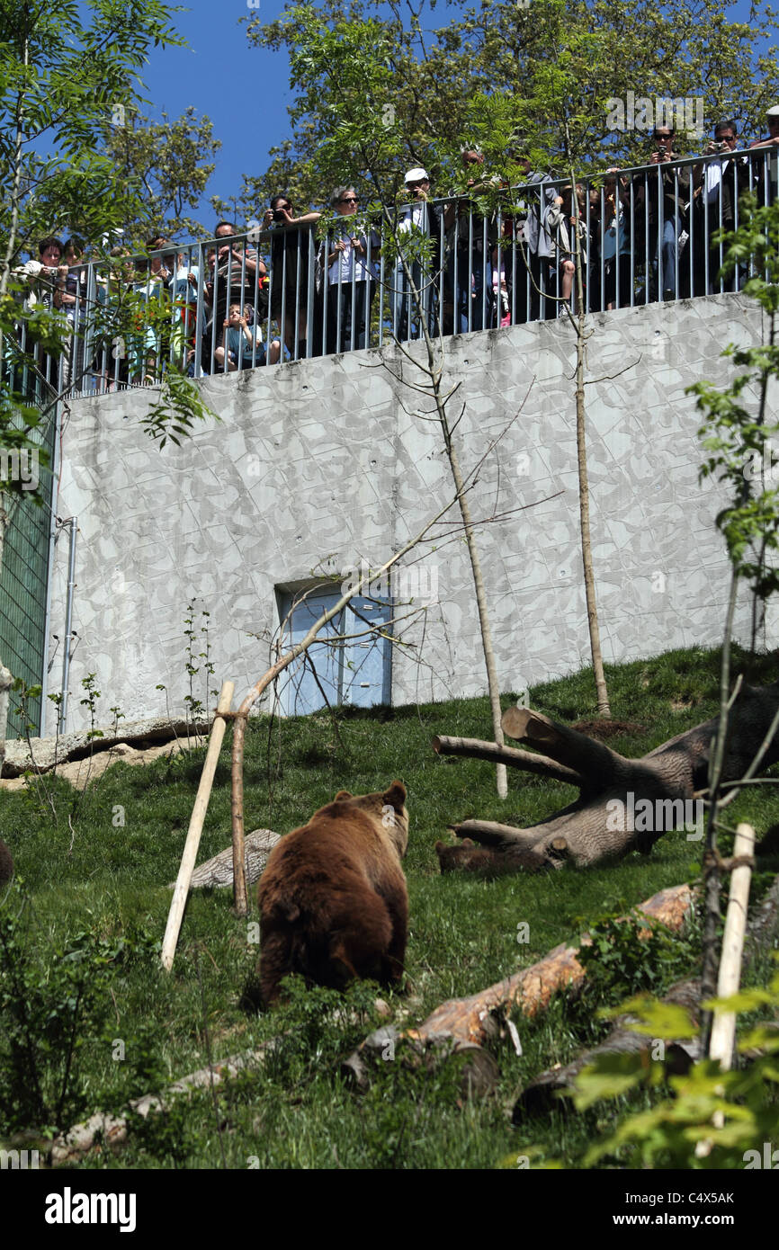 Bärenpark bern -Fotos und -Bildmaterial in hoher Auflösung – Alamy