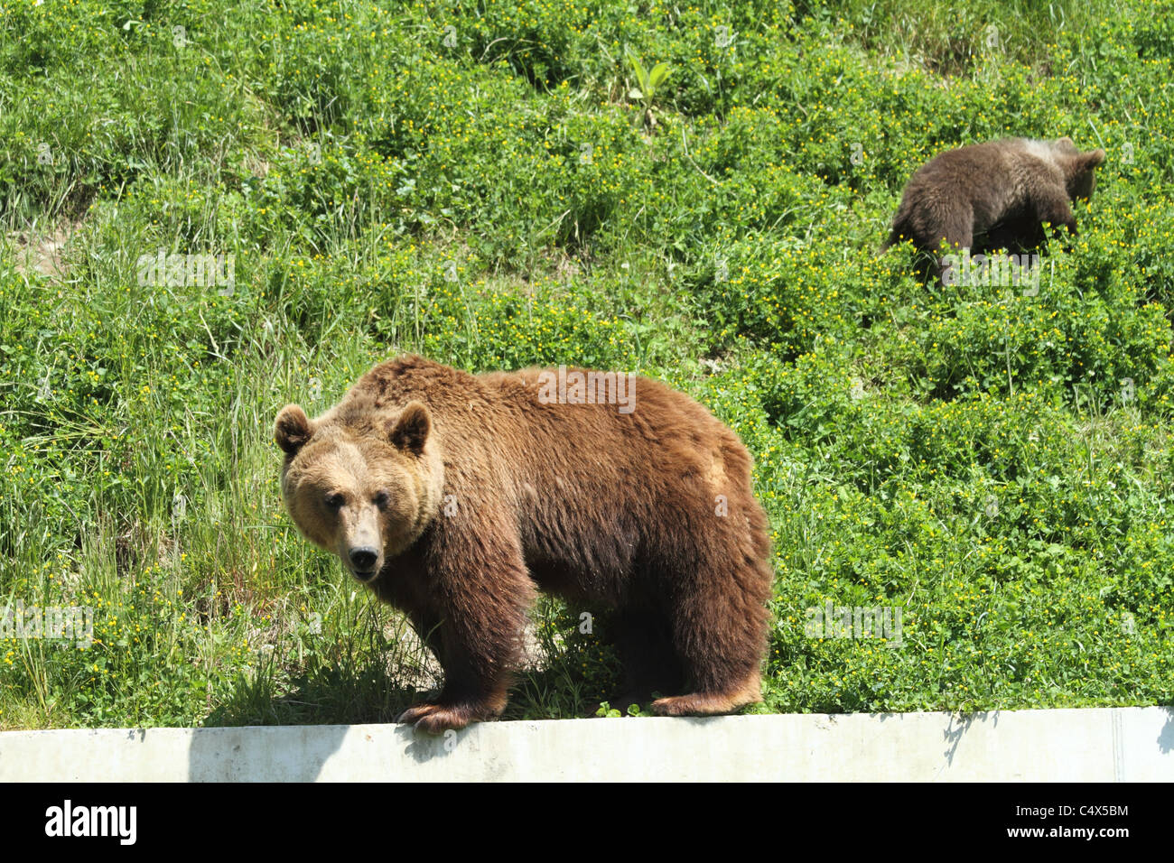 Bärenpark bern -Fotos und -Bildmaterial in hoher Auflösung – Alamy