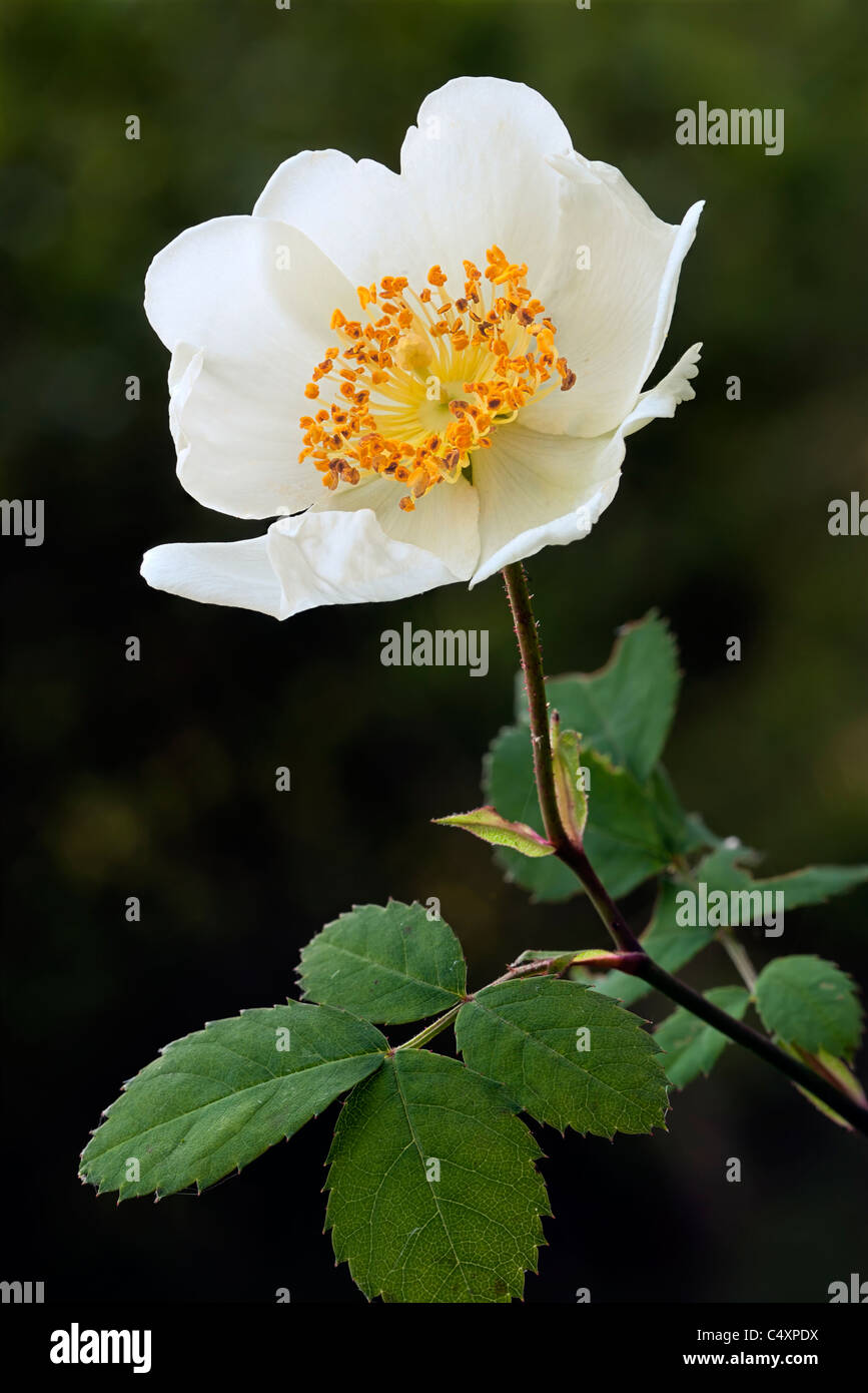 Field rose -Fotos und -Bildmaterial in hoher Auflösung – Alamy
