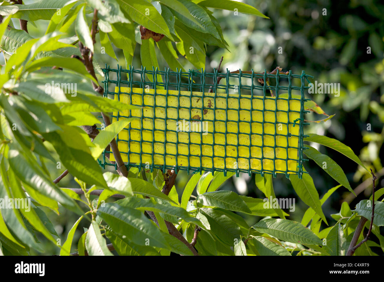 Biologische Schadlingsbekampfung Obstbaume