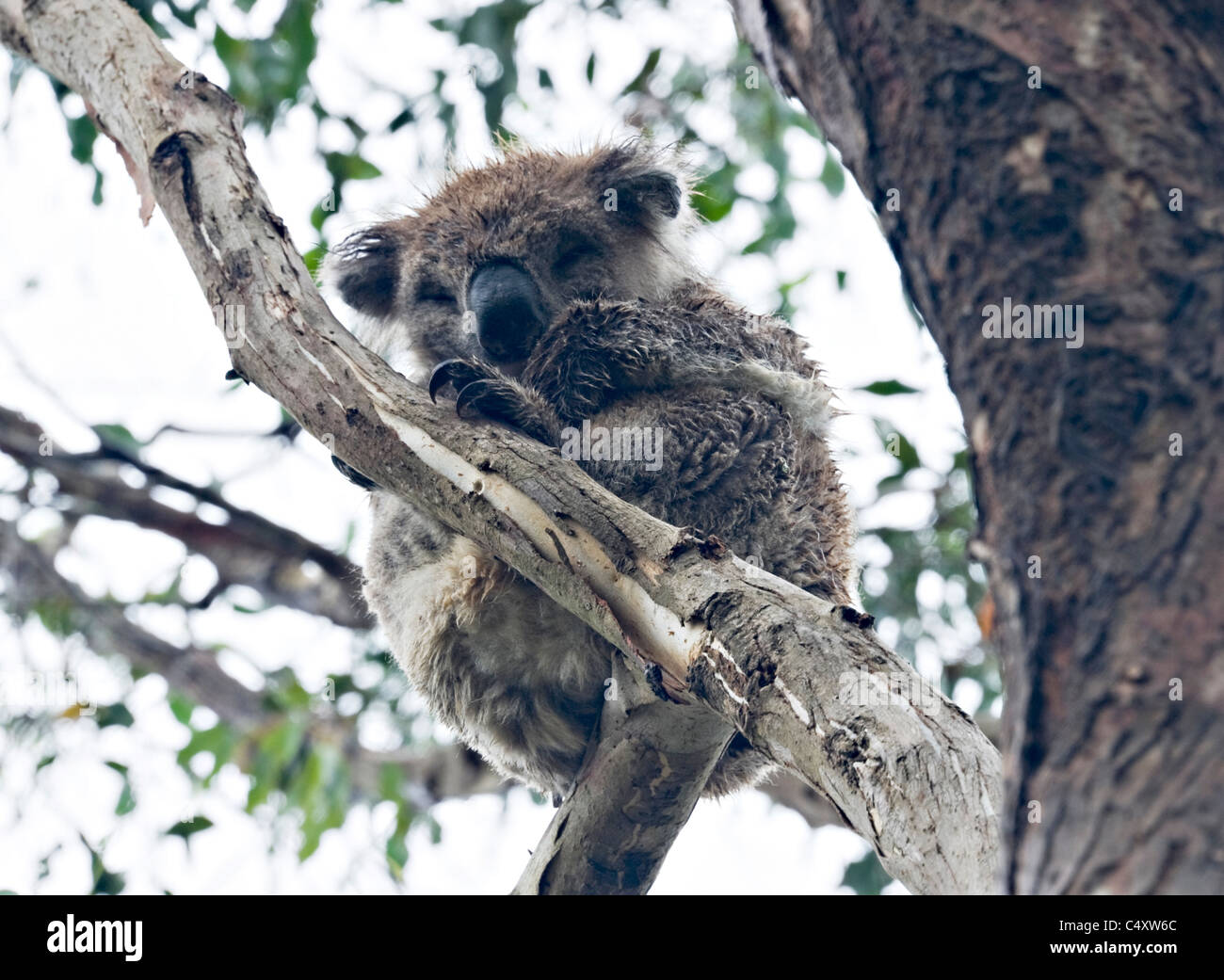 Koala lebensraum -Fotos und -Bildmaterial in hoher Auflösung – Alamy
