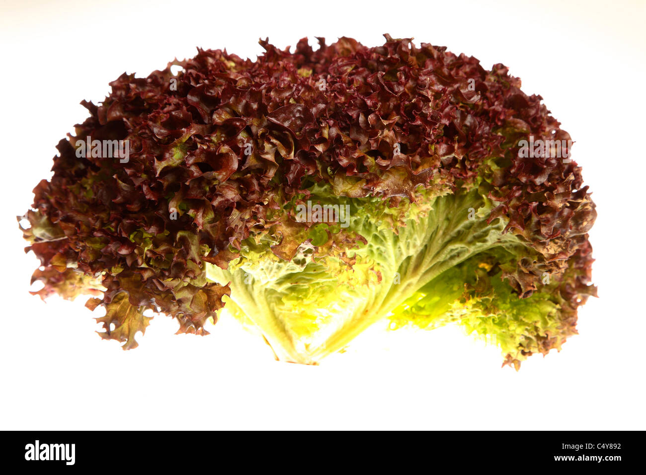 Lollo rosso -Fotos und -Bildmaterial in hoher Auflösung – Alamy