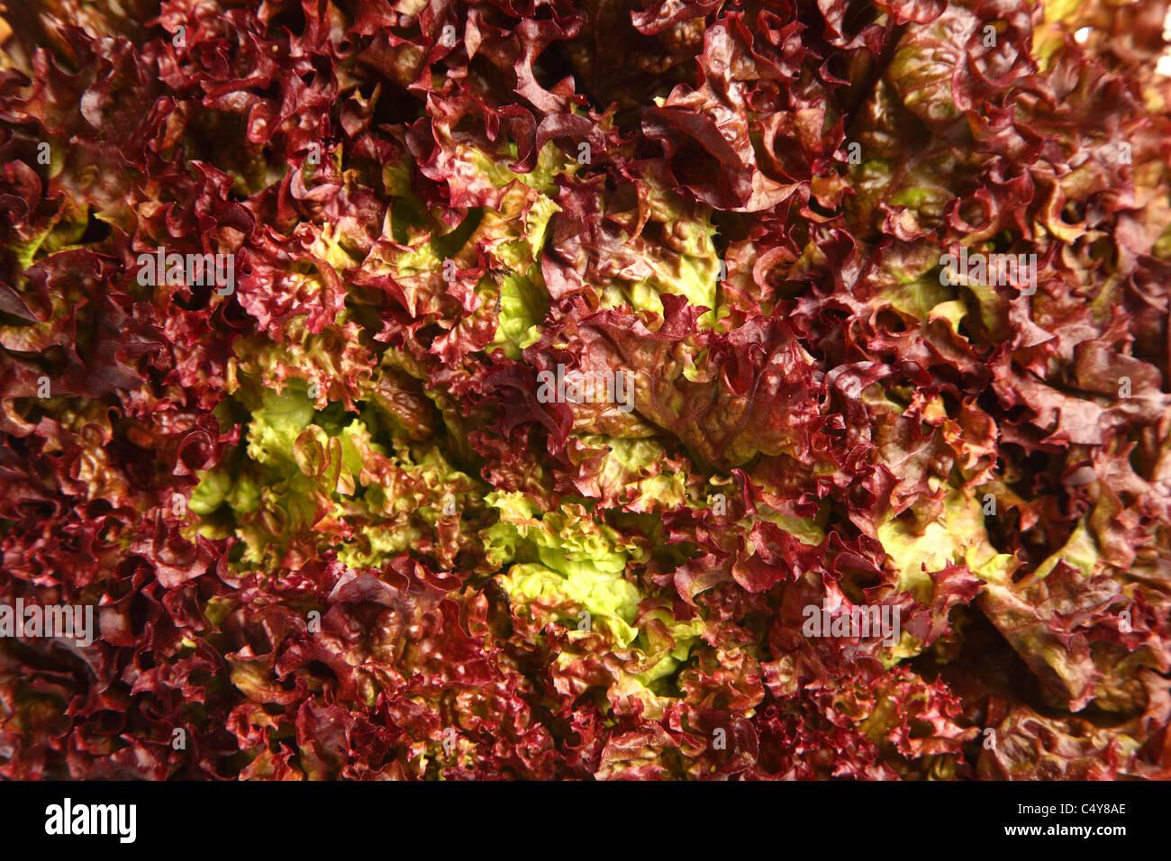 Lollo rot -Fotos und -Bildmaterial in hoher Auflösung – Alamy