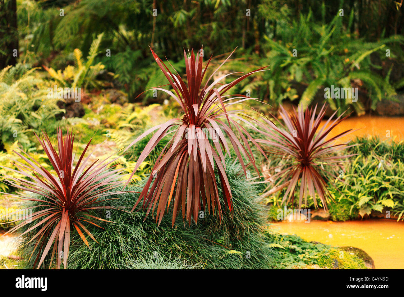 Eisenhaltigen Thermalwassers und subtropische Vegetation im Parque ...
