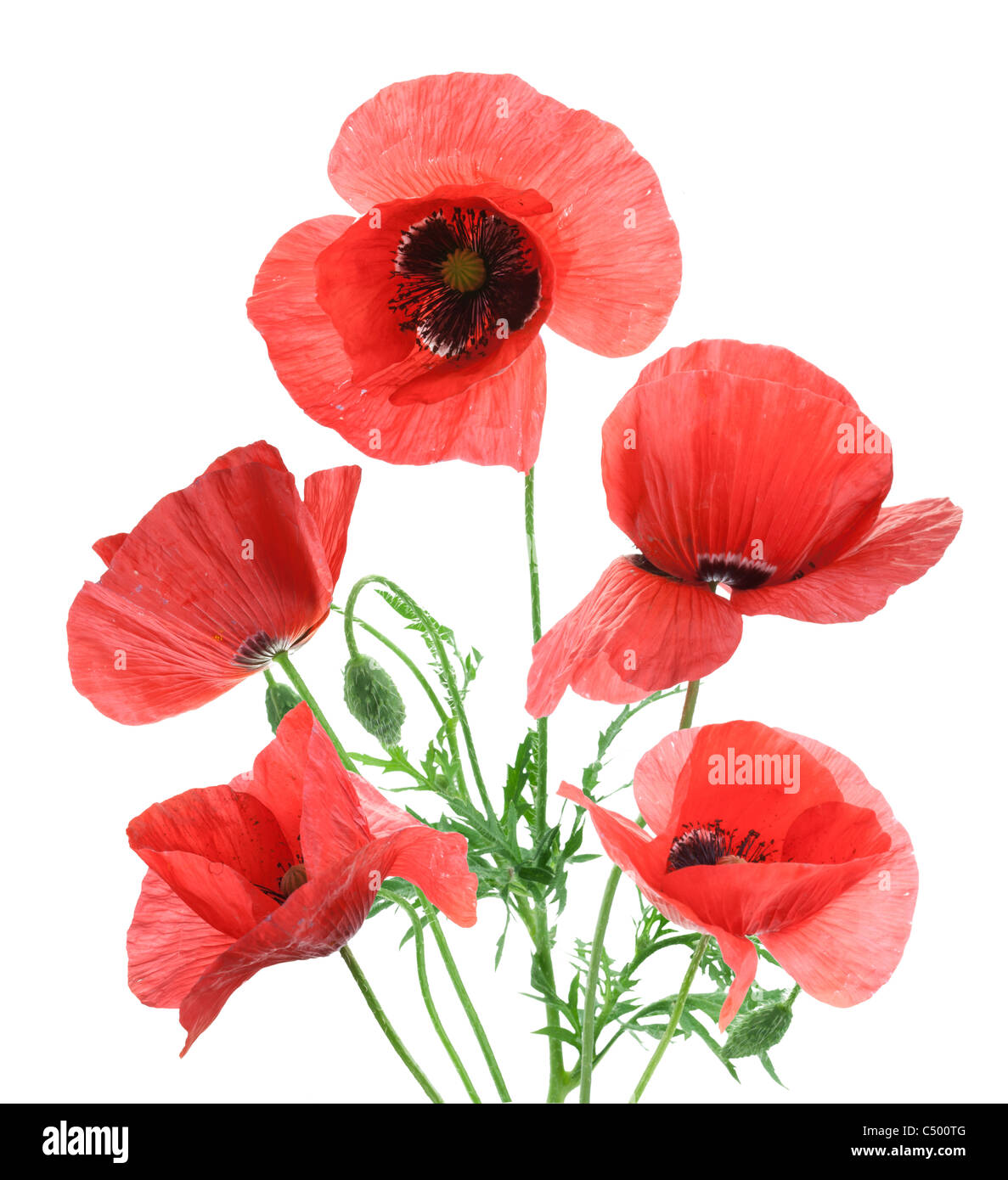 Schöne rote Mohnblumen isoliert auf einem weißen Hintergrund ...