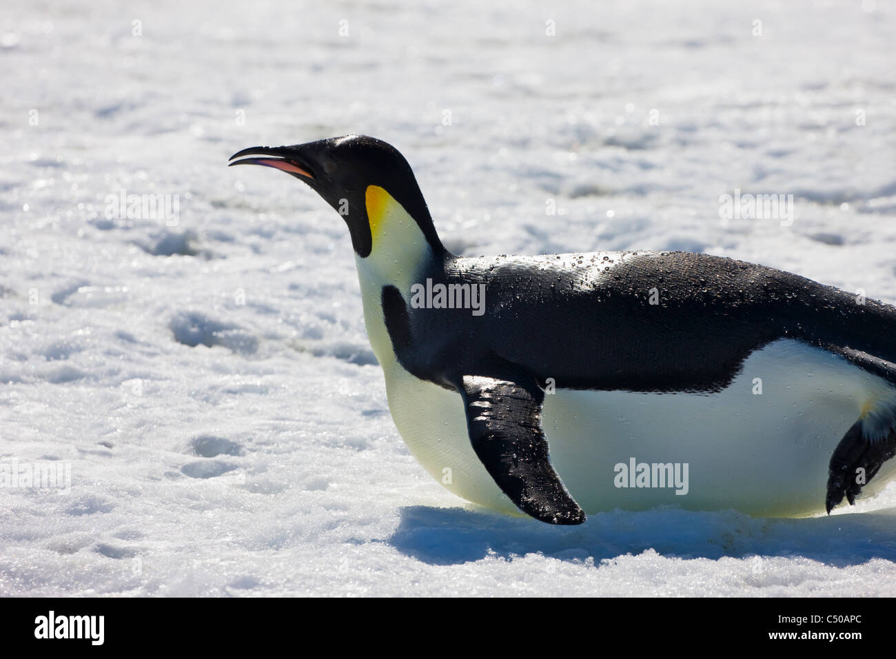 Kaiserpinguine gleiten auf Eis, Snow Hill Island, Antarktis ...