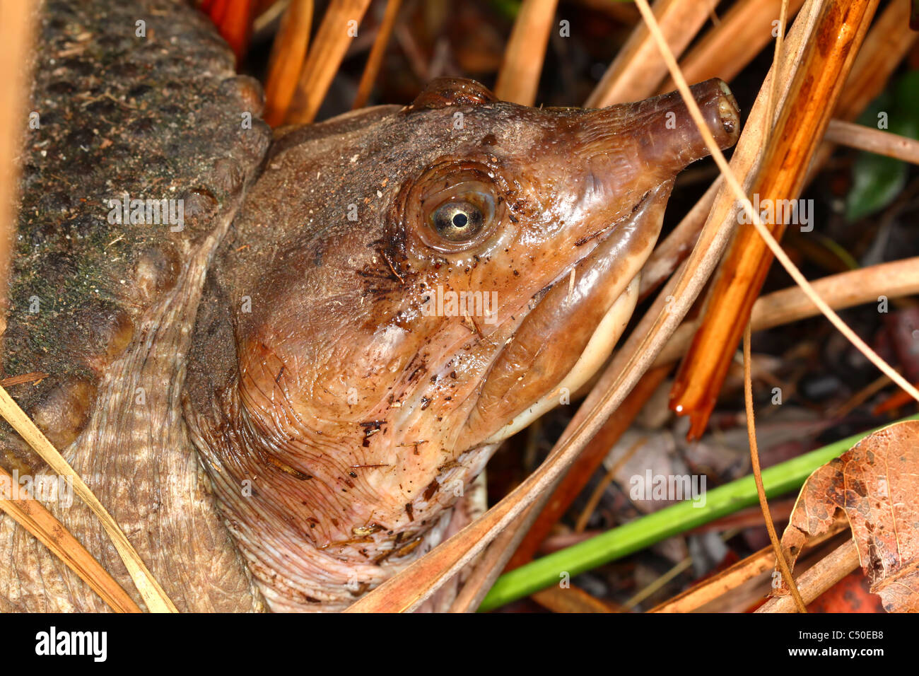 Florida Softshell Turtle (Apalone Ferox Stockfotografie - Alamy