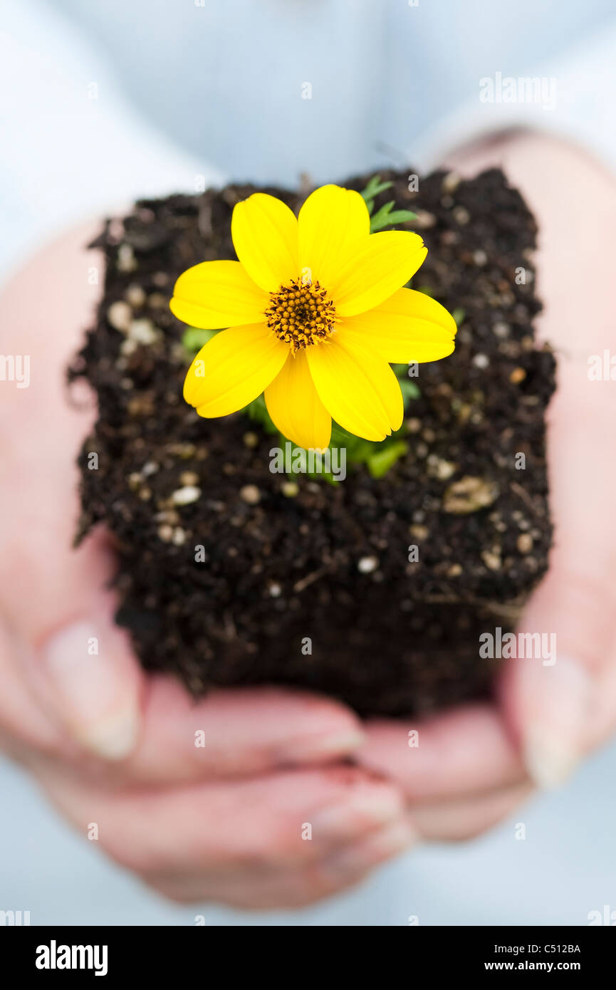 Zwerg Gelb Stockfotos und -bilder Kaufen - Alamy