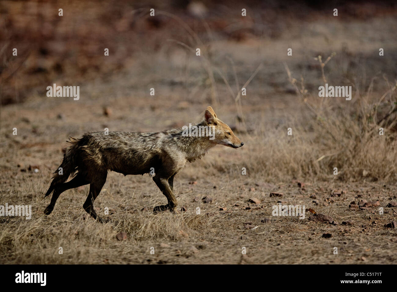 Männlicher schakal -Fotos und -Bildmaterial in hoher Auflösung – Alamy
