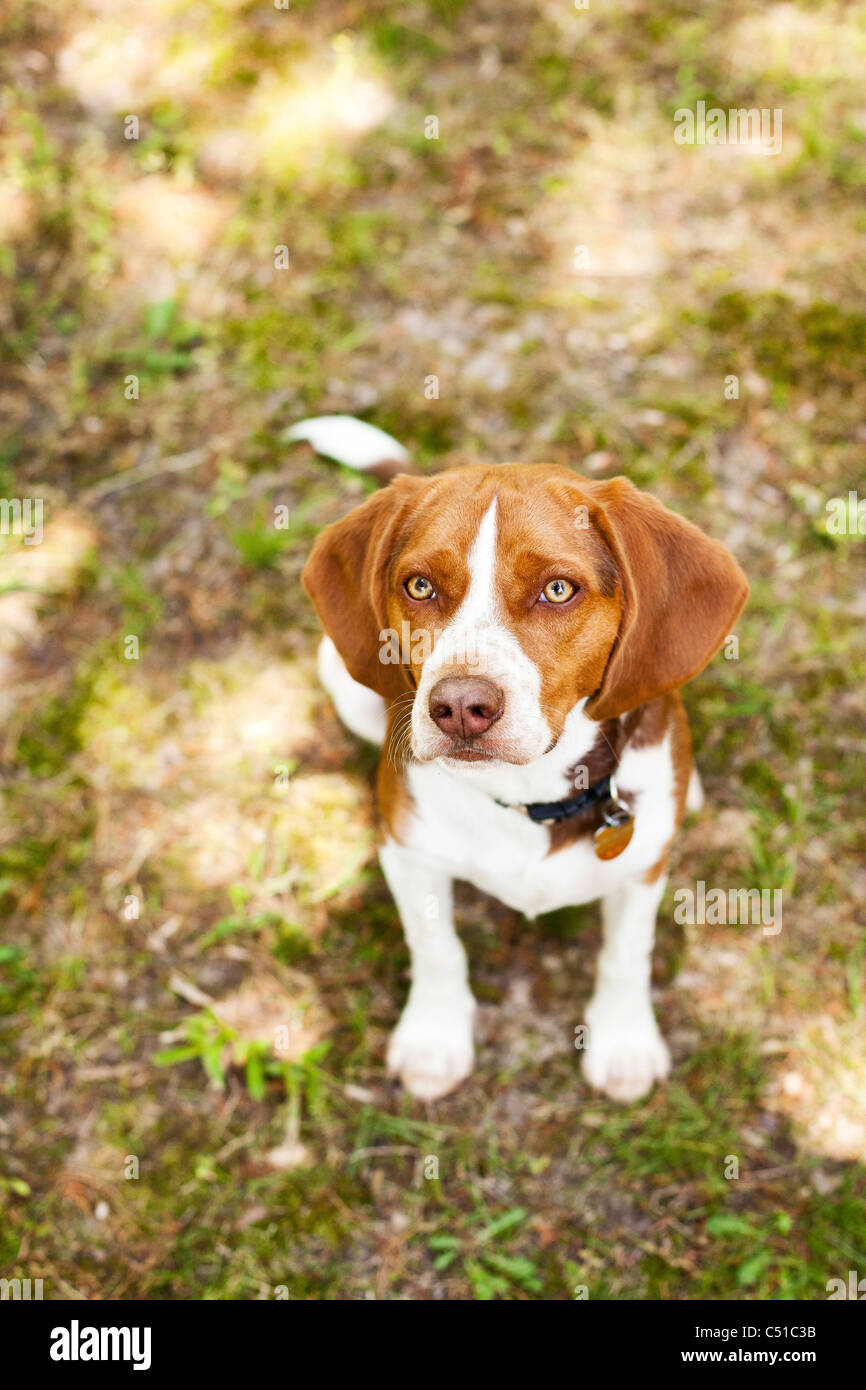 1 jahr alter beagle -Fotos und -Bildmaterial in hoher Auflösung – Alamy