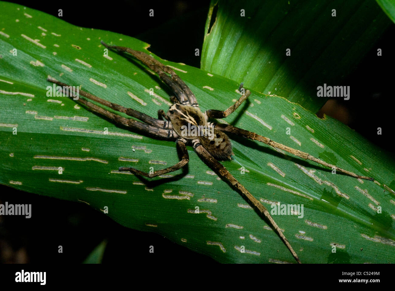 Wandering Spinne (Familie Ctenidae; Phoneutria sp.); Hochgiftige Spinne ...