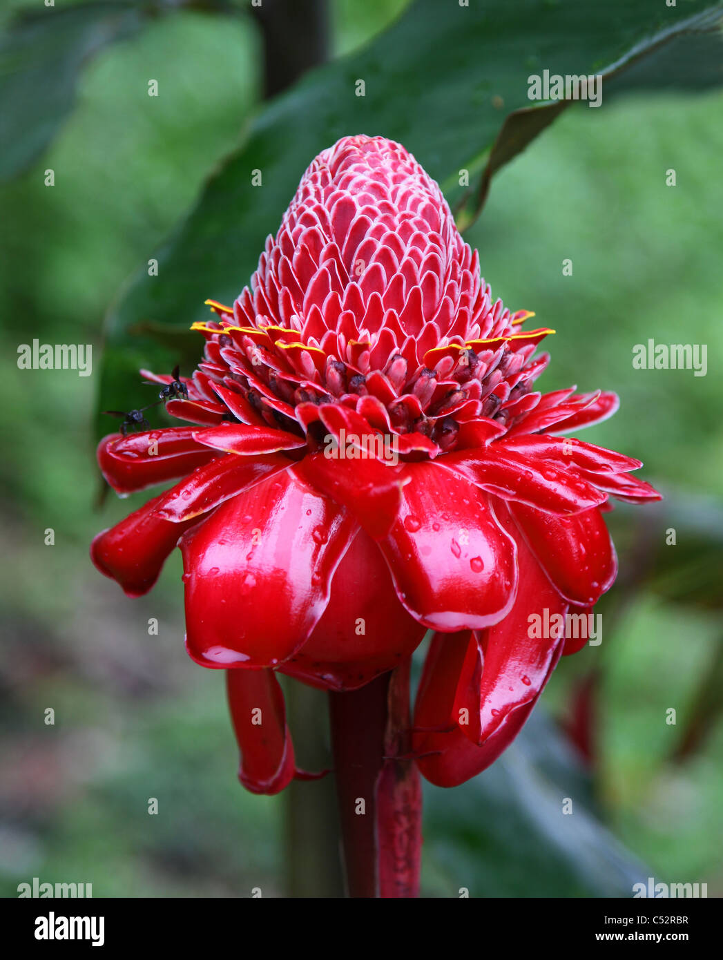 Rote fackel ingwer -Fotos und -Bildmaterial in hoher Auflösung – Alamy