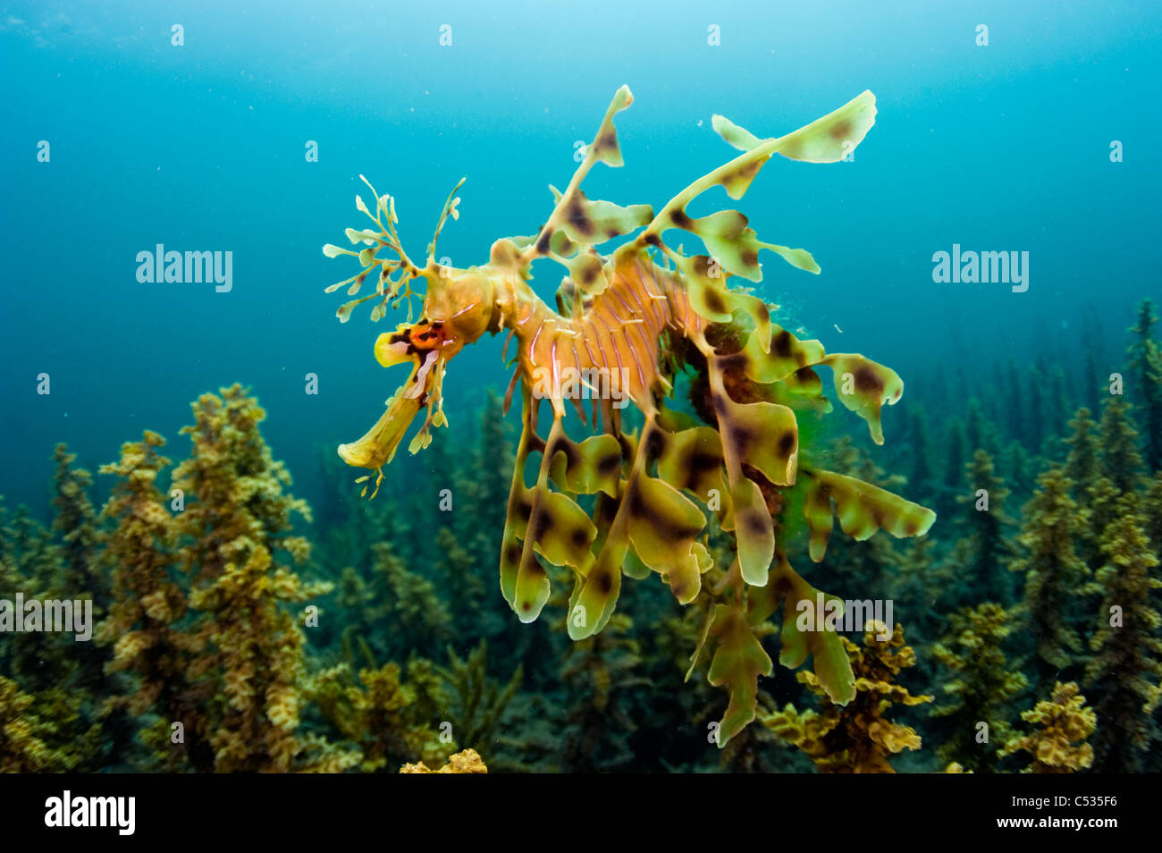 Eine männliche belaubte Fetzenfisch (Phycodurus Eques) schwimmt über ...