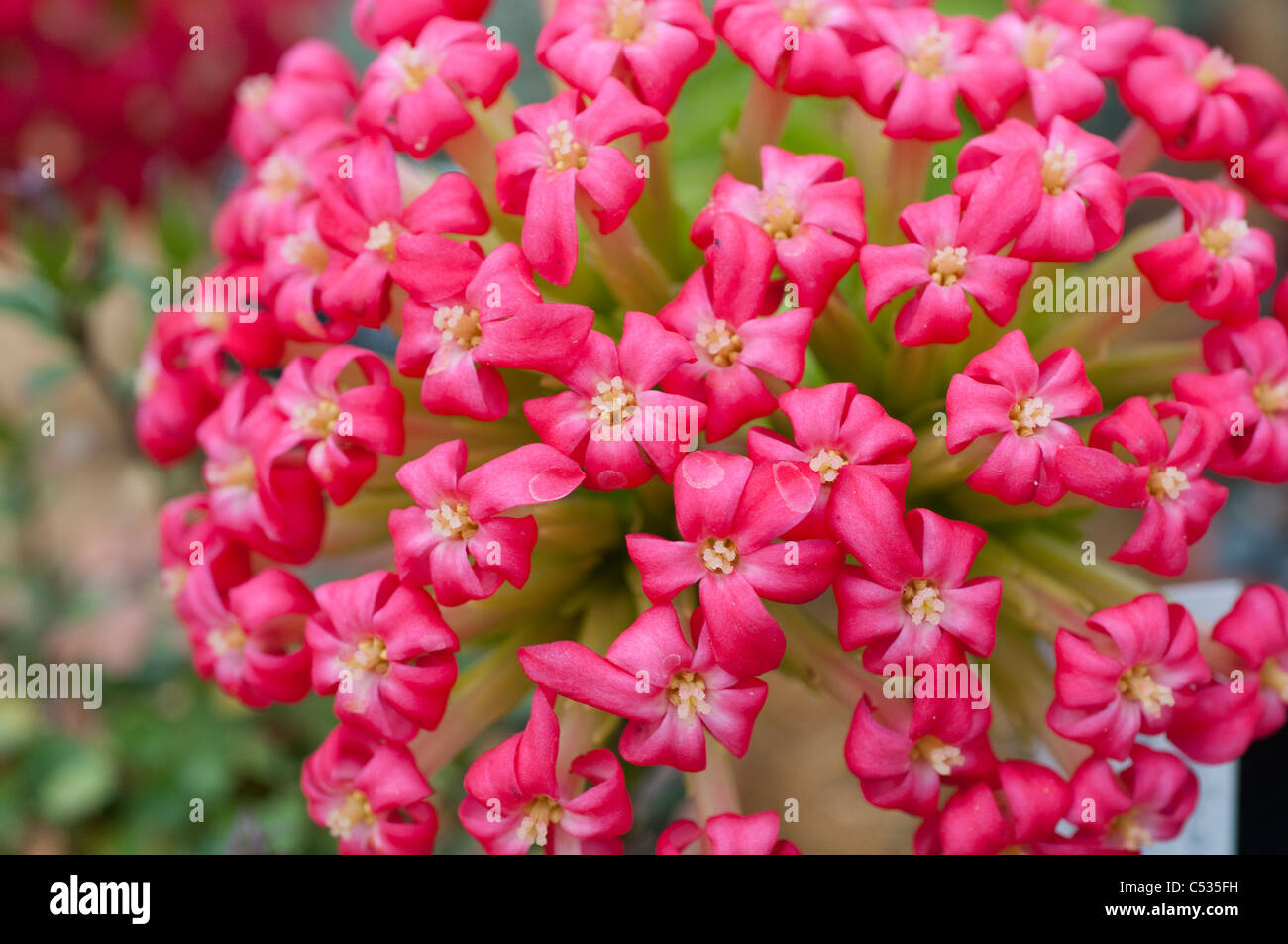 Red crassula -Fotos und -Bildmaterial in hoher Auflösung – Alamy