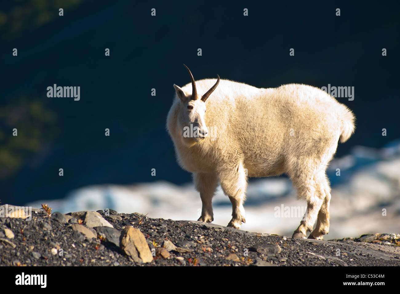 Mountain goat alaska -Fotos und -Bildmaterial in hoher Auflösung – Alamy